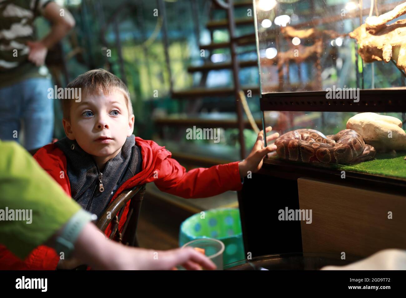 Portrait of child watching snake in terrarium Stock Photo - Alamy