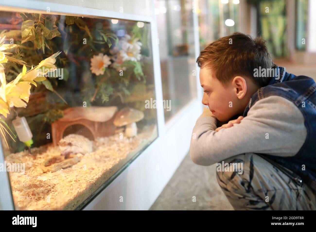 Portrait of boy watching animals in terrarium Stock Photo - Alamy