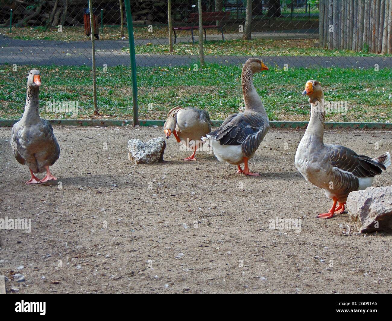 geese at zoo in a pen Stock Photo - Alamy