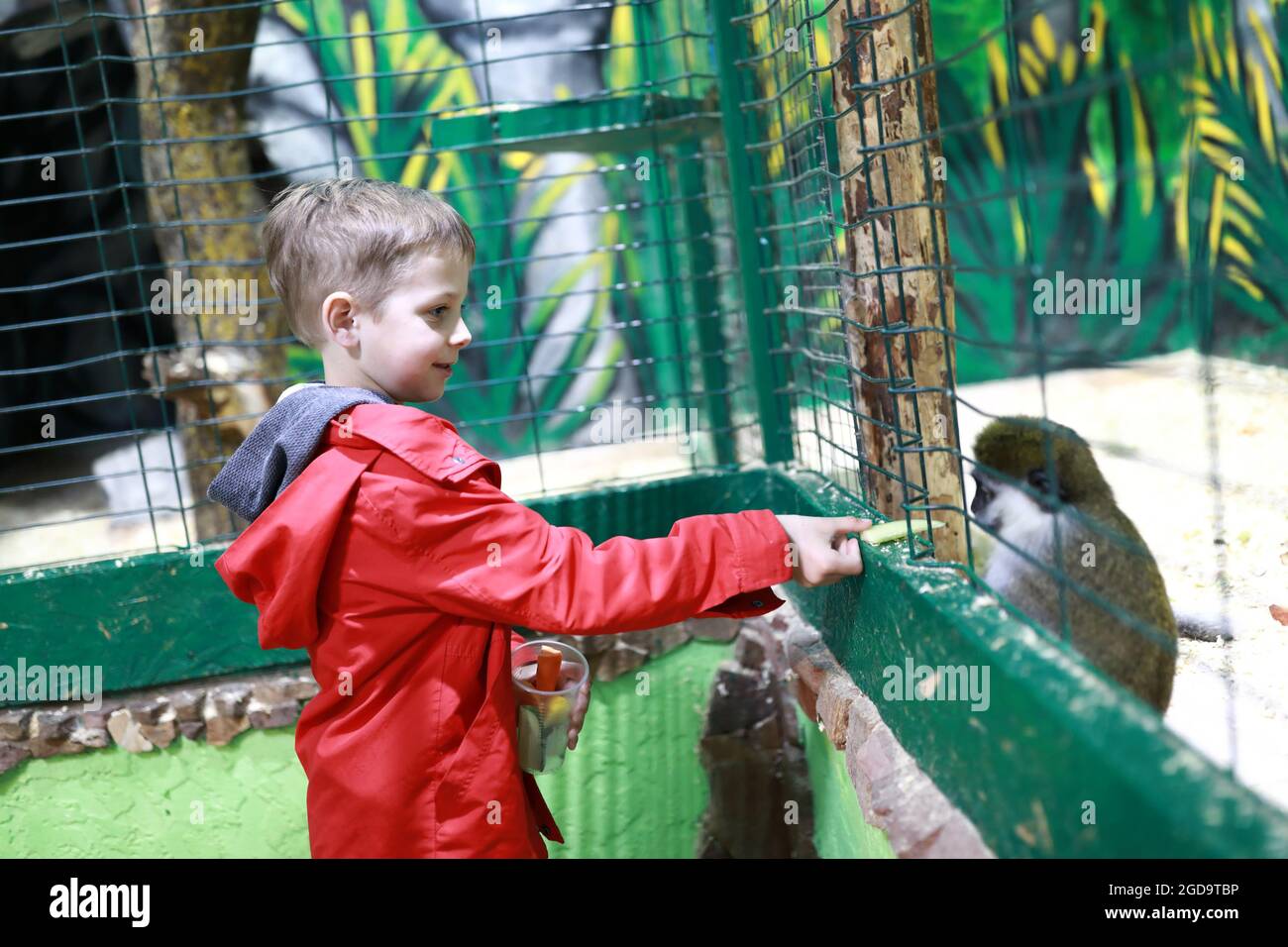 Child feeding monkey with cucumber in zoo Stock Photo - Alamy