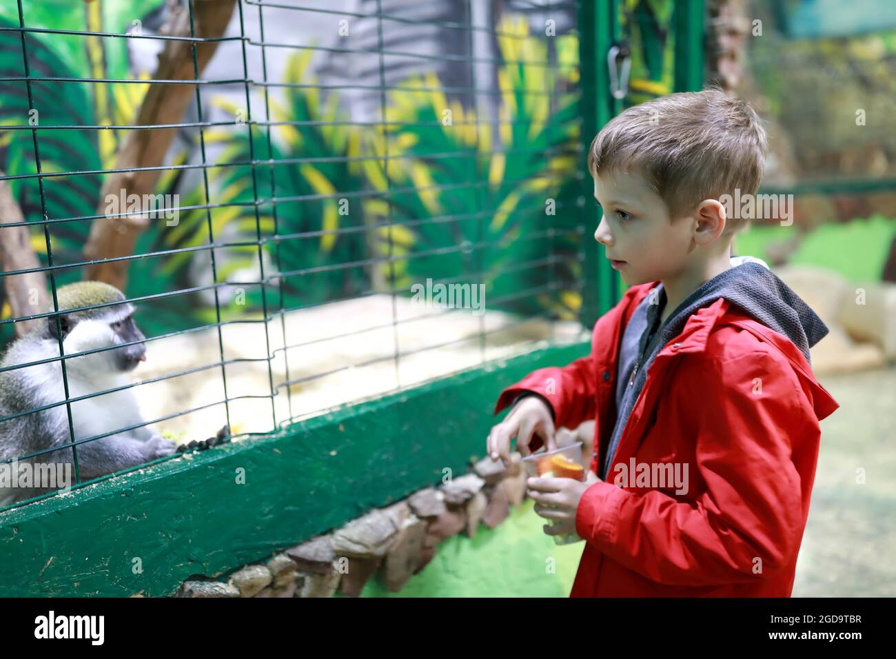 Child feeding monkey with carrot in zoo Stock Photo - Alamy