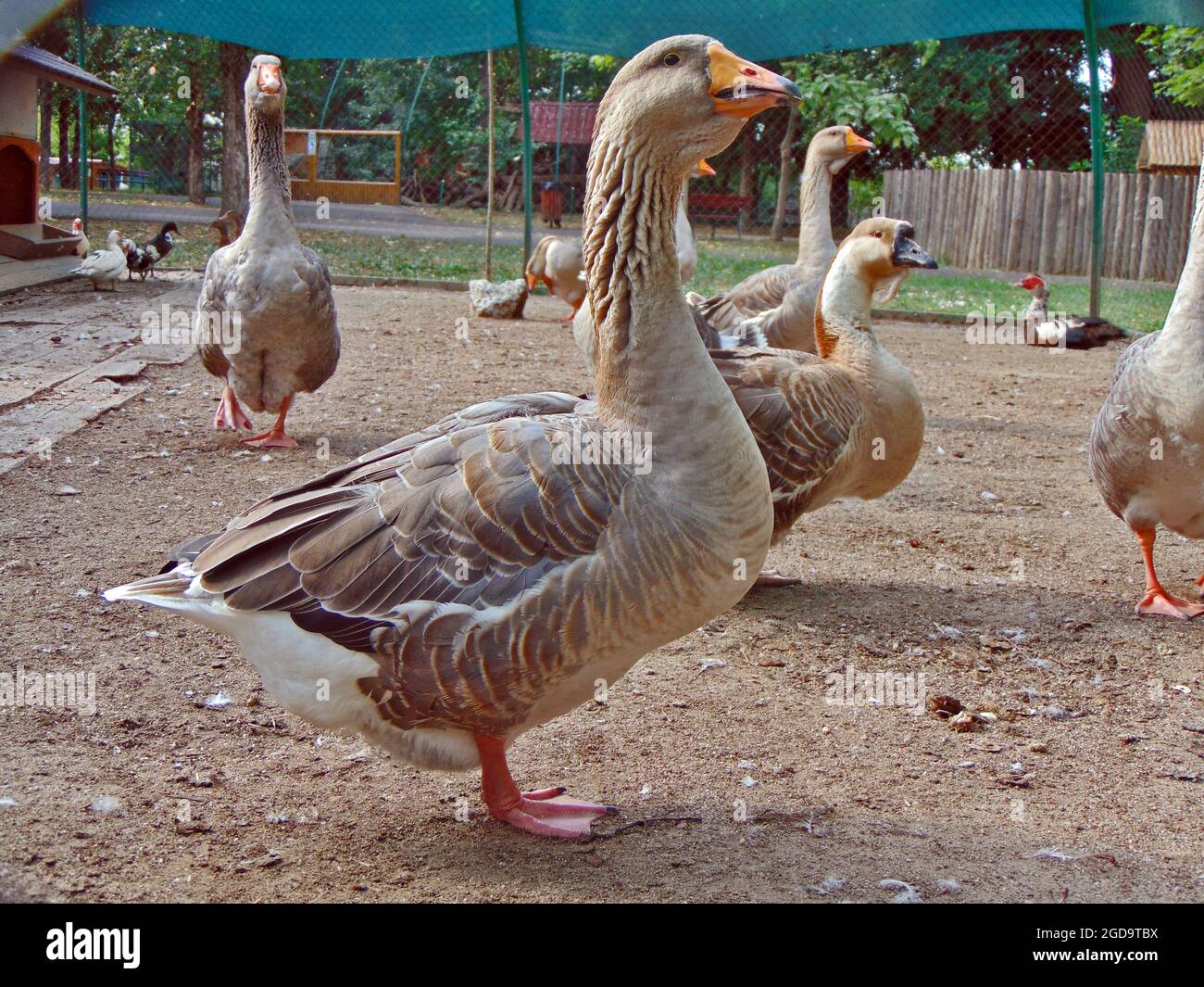 geese at zoo in a pen Stock Photo - Alamy