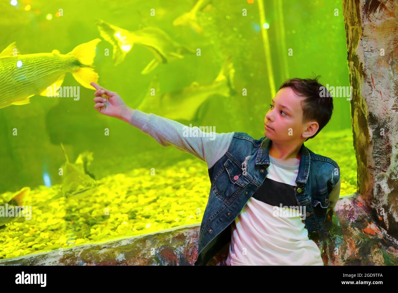 Curious kid watching tropical fish in aquarium Stock Photo - Alamy