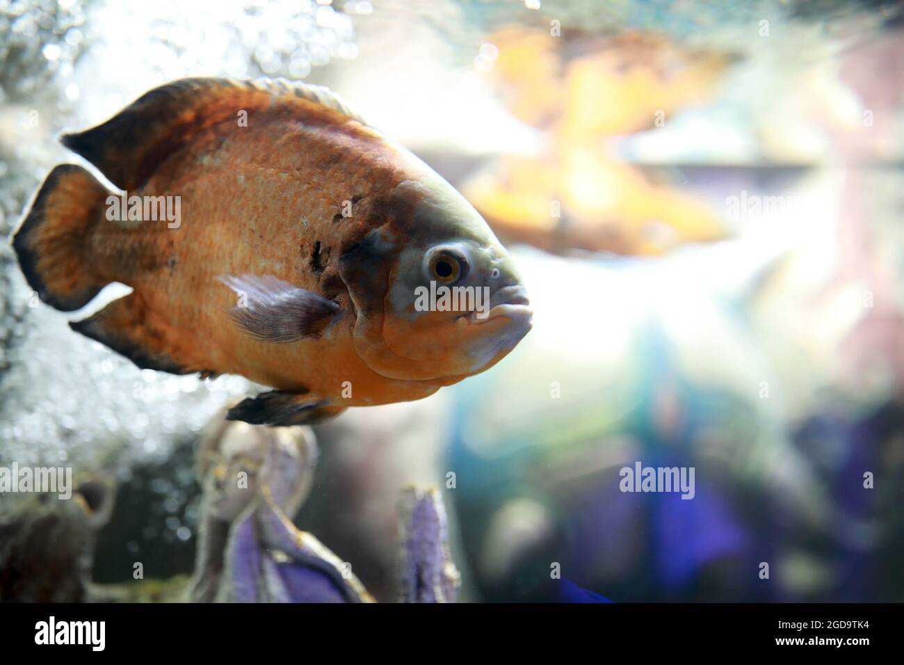 View of Amphilophus fish in an aquarium Stock Photo - Alamy