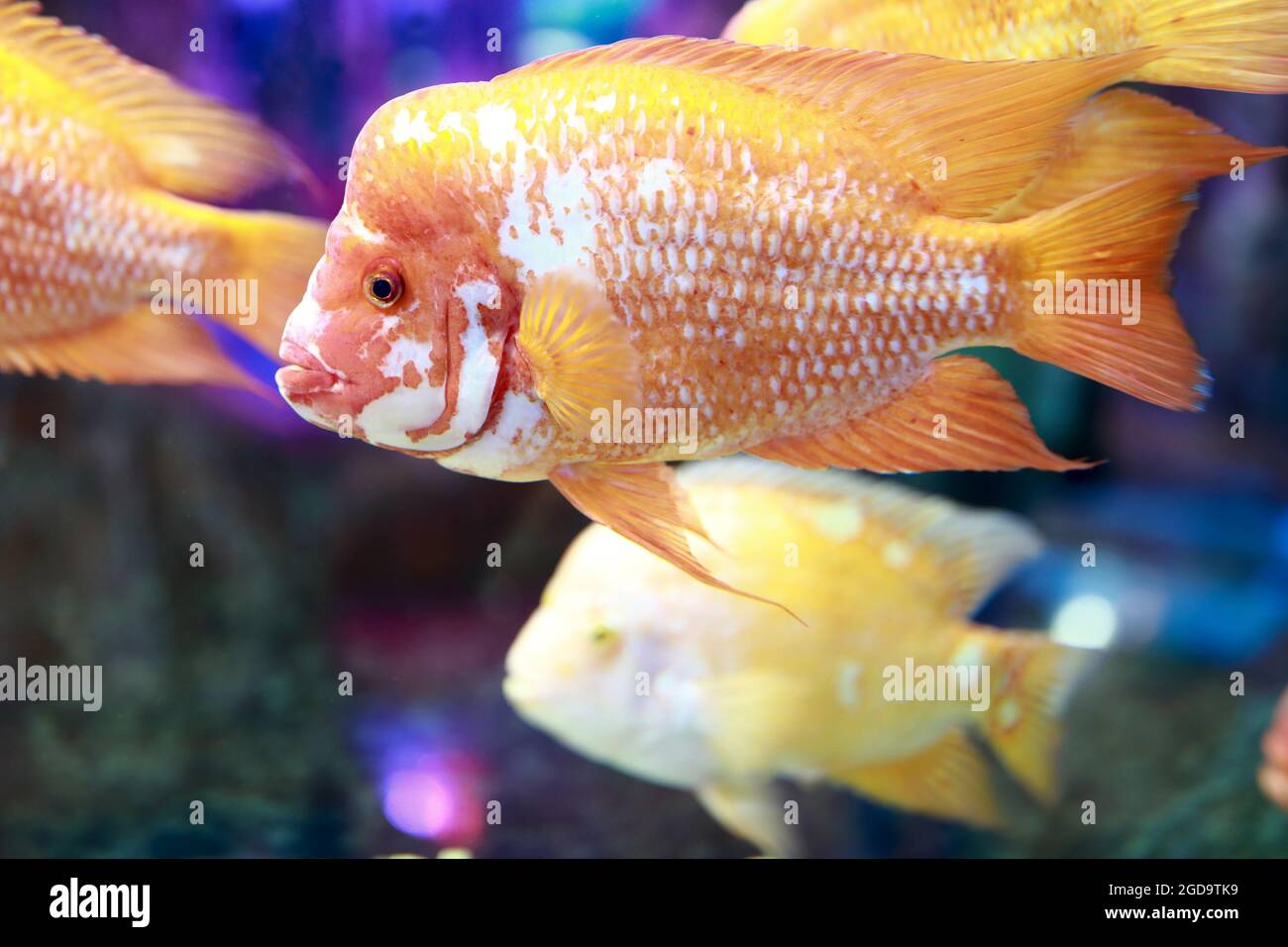 View of Amphilophus citrinellus fish in aquarium Stock Photo - Alamy
