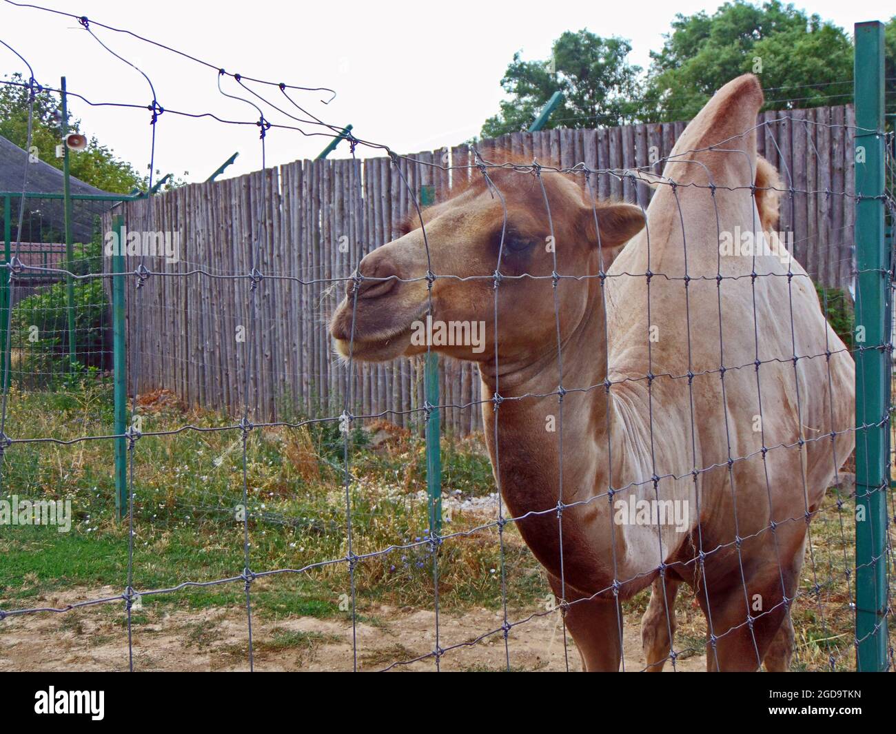 Camel in a pen hi-res stock photography and images - Alamy