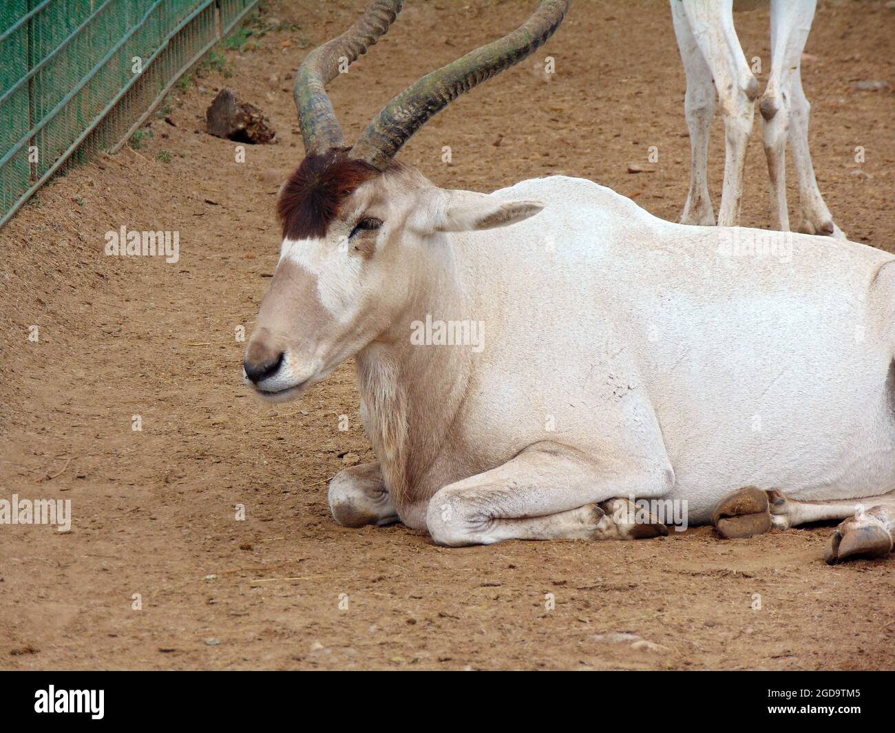 Addax zoo hi-res stock photography and images - Alamy