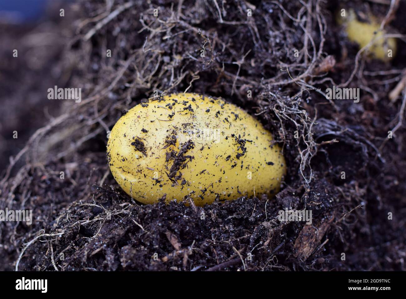 Yellow Soil