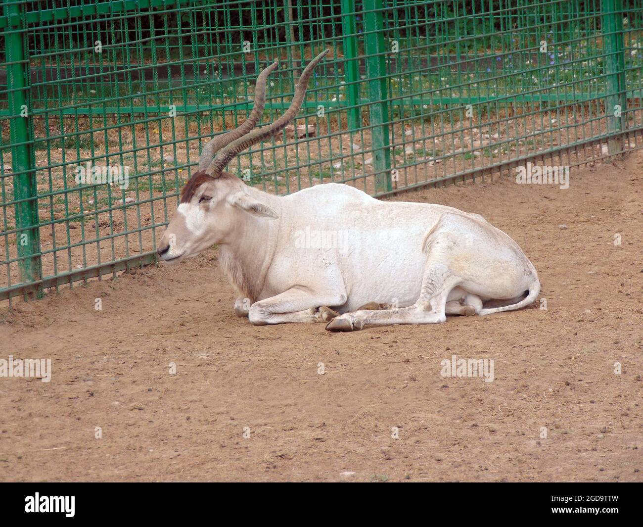 Addax zoo hi-res stock photography and images - Alamy