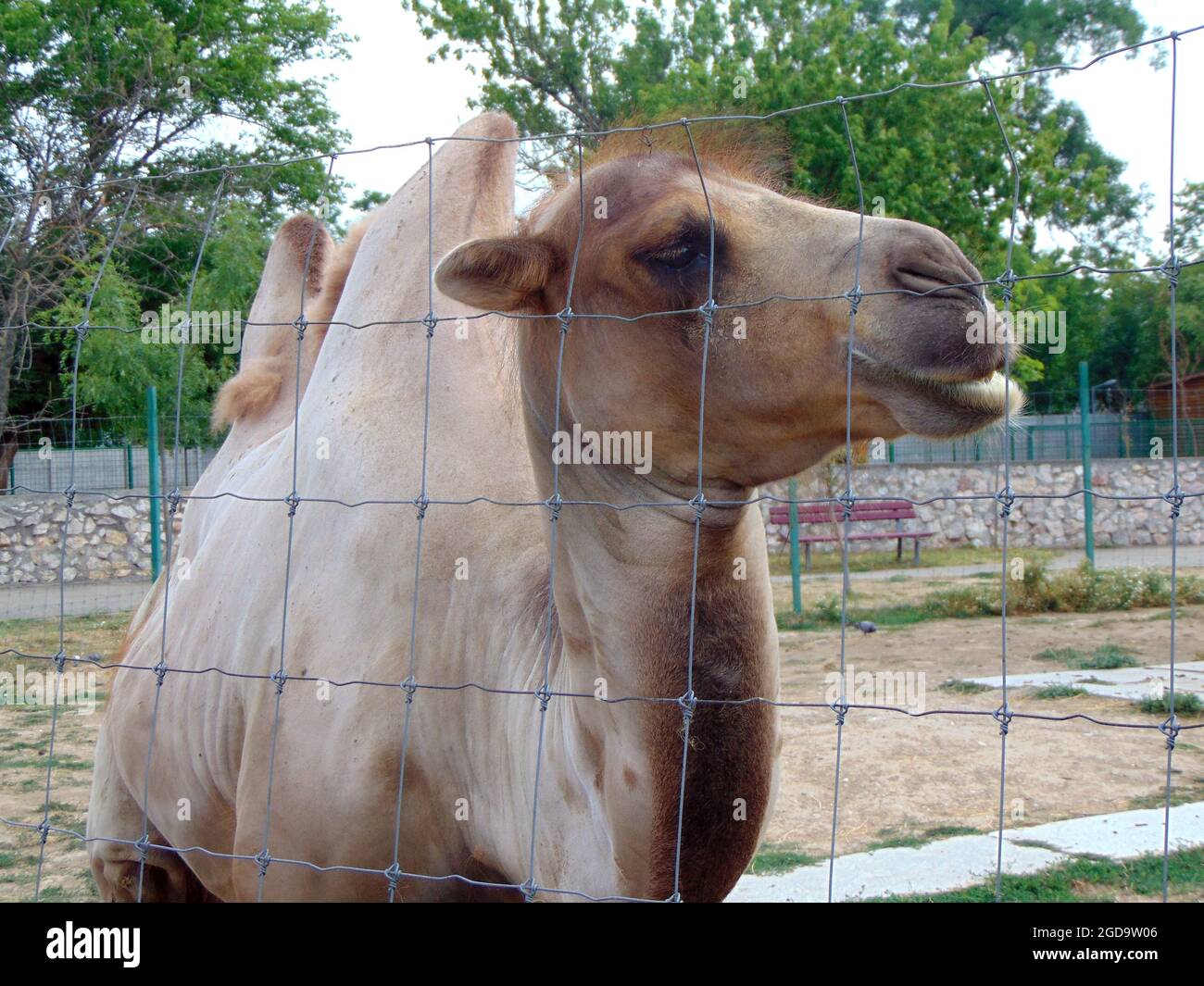Camel in a pen hi-res stock photography and images - Alamy