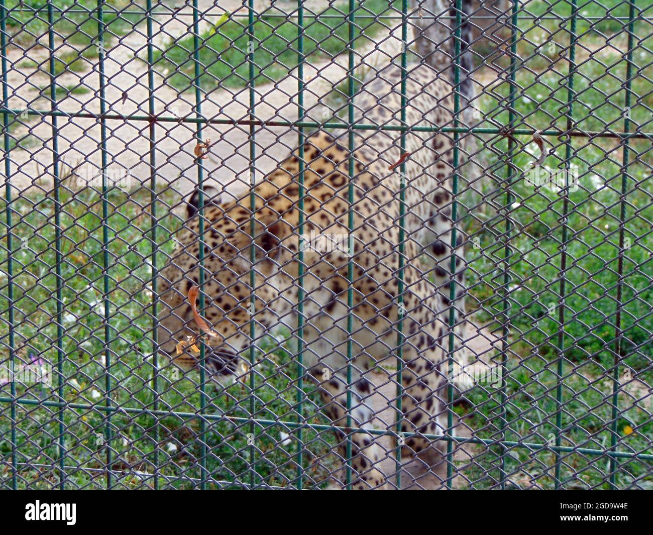 leopard in a pen at zoo Stock Photo - Alamy