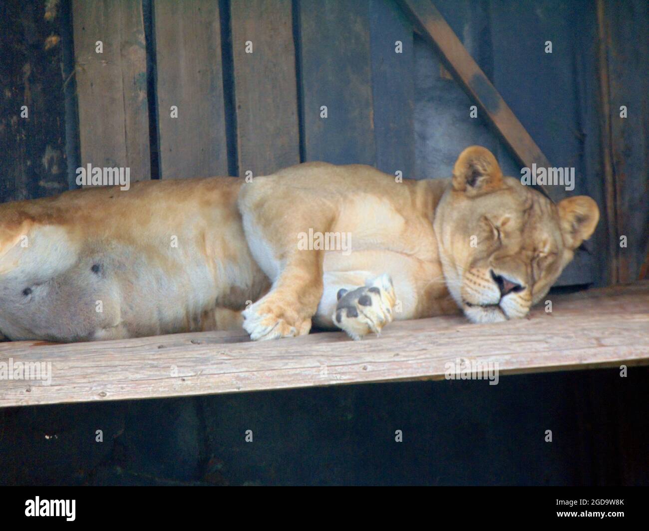 a lion is sleeping at zoo Stock Photo - Alamy