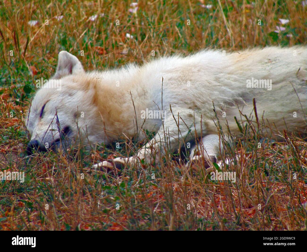 Wolf Lying Down On Side