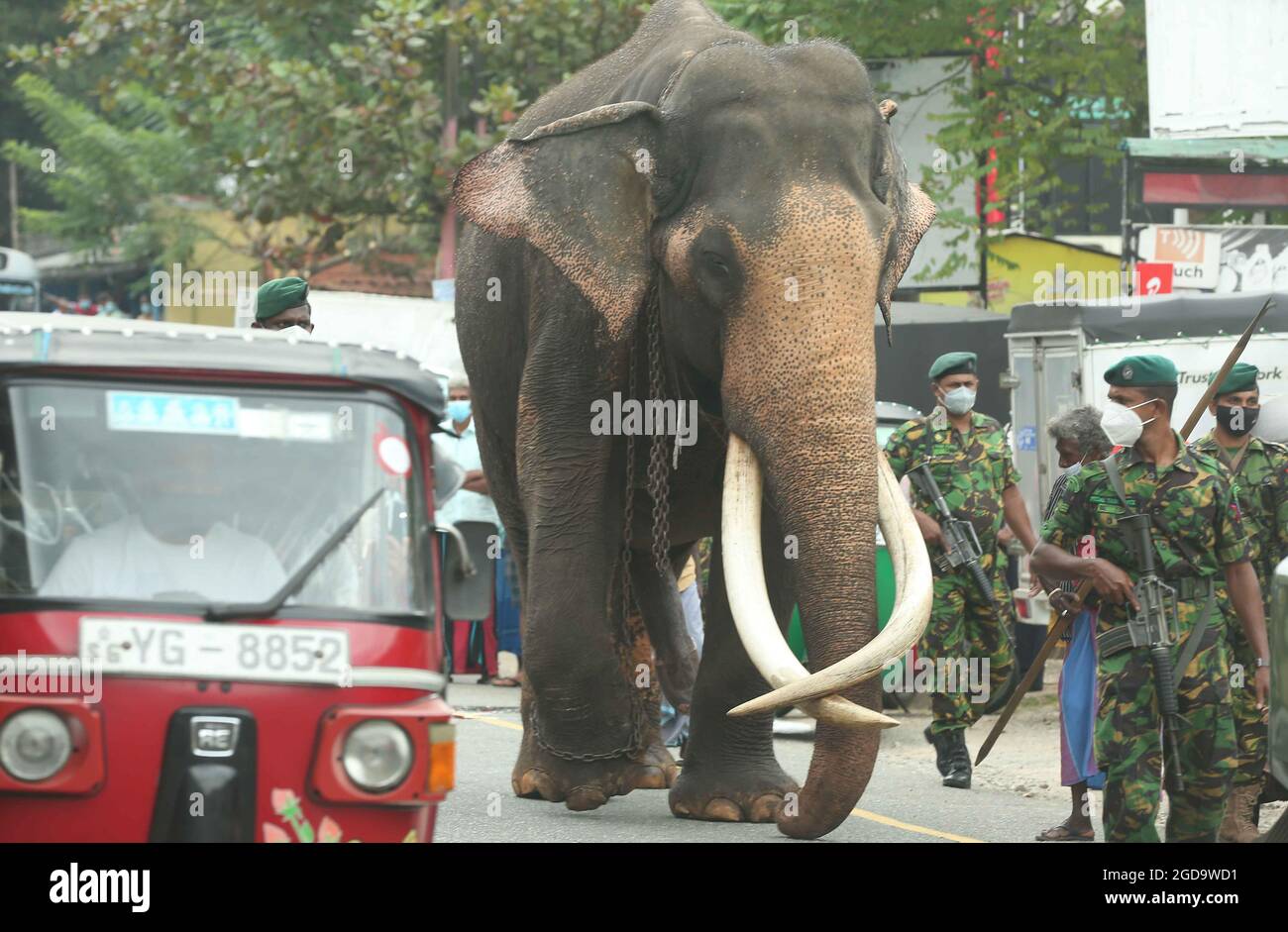 Kandy esala perahera elephant hi-res stock photography and images - Alamy