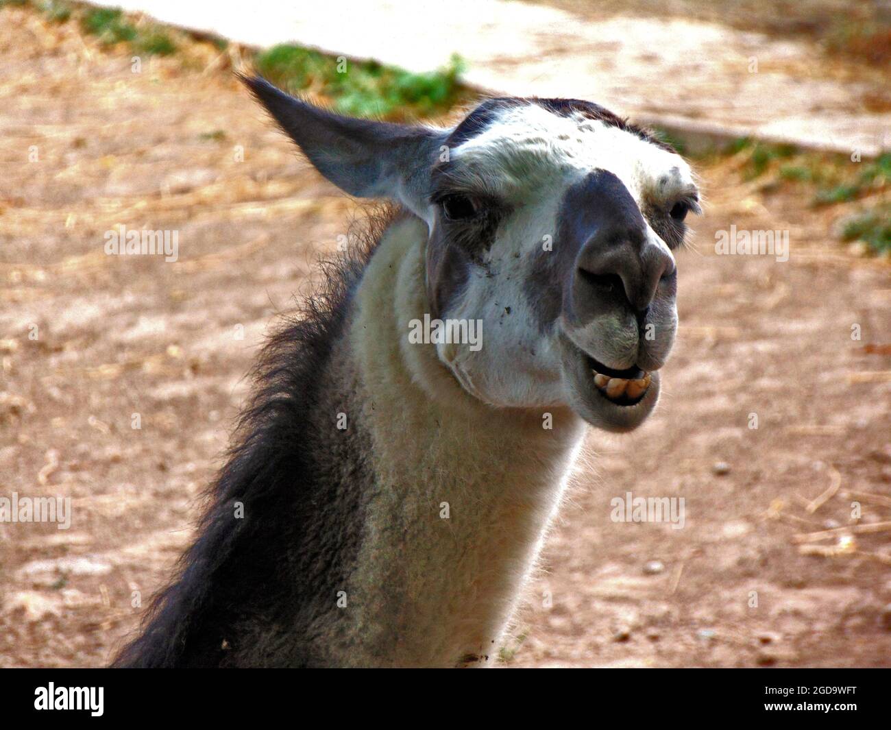 Lama zoo hi-res stock photography and images - Alamy