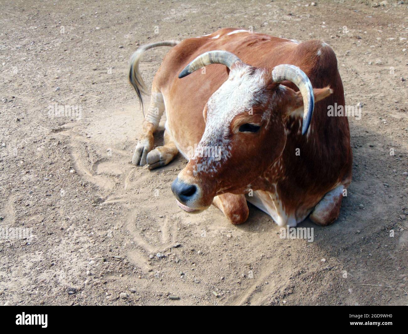 zebu cow at zoo in Romania Stock Photo - Alamy