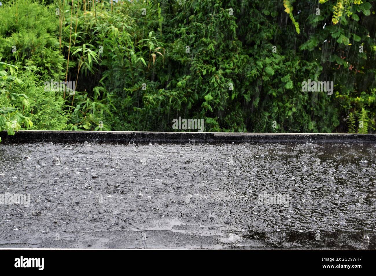 Heavy rain on a flat roof against bushes and trees Stock Photo - Alamy
