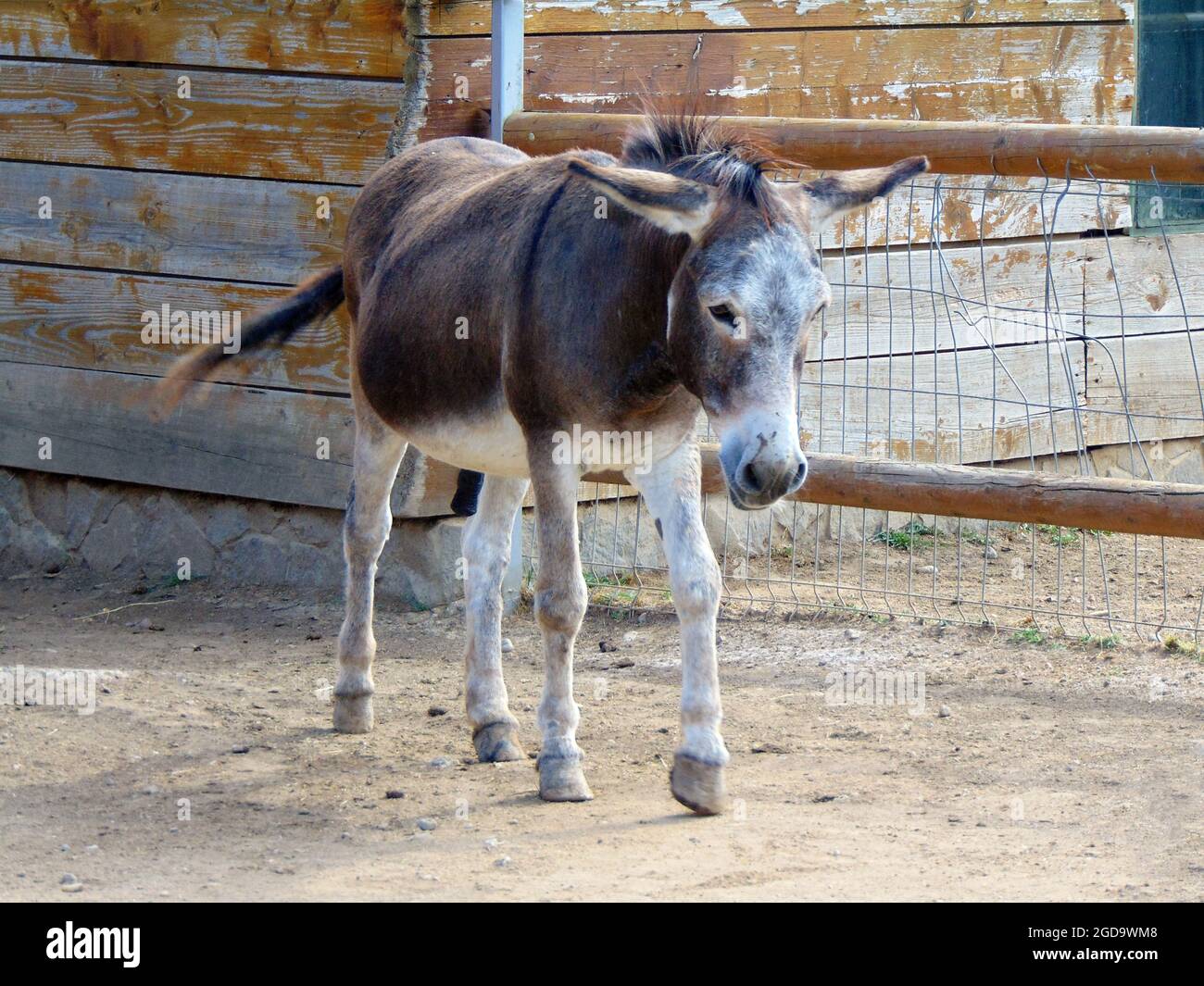 a donkey in a pen at zoo Stock Photo - Alamy