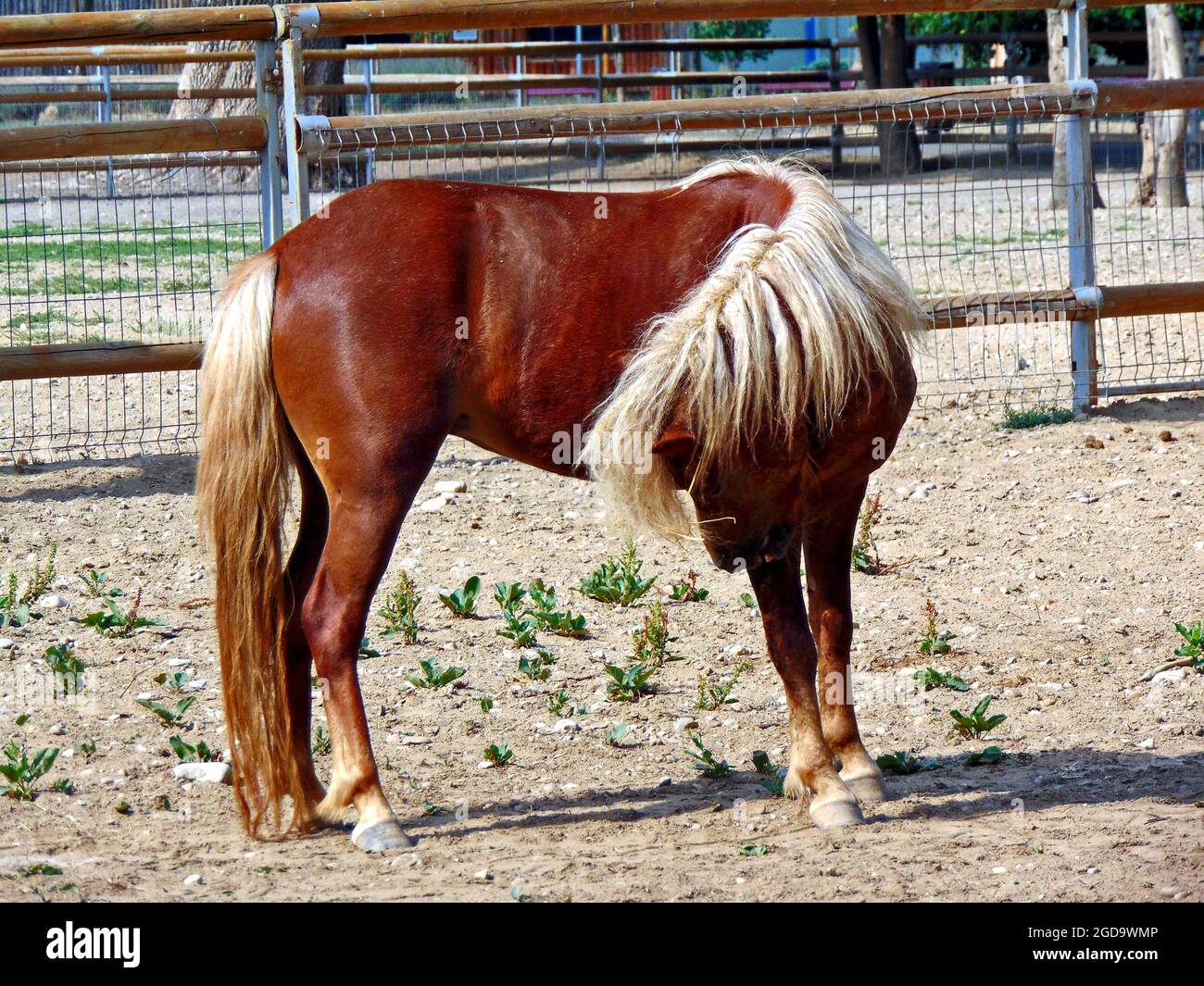 a pony in a pen at zoo Stock Photo - Alamy
