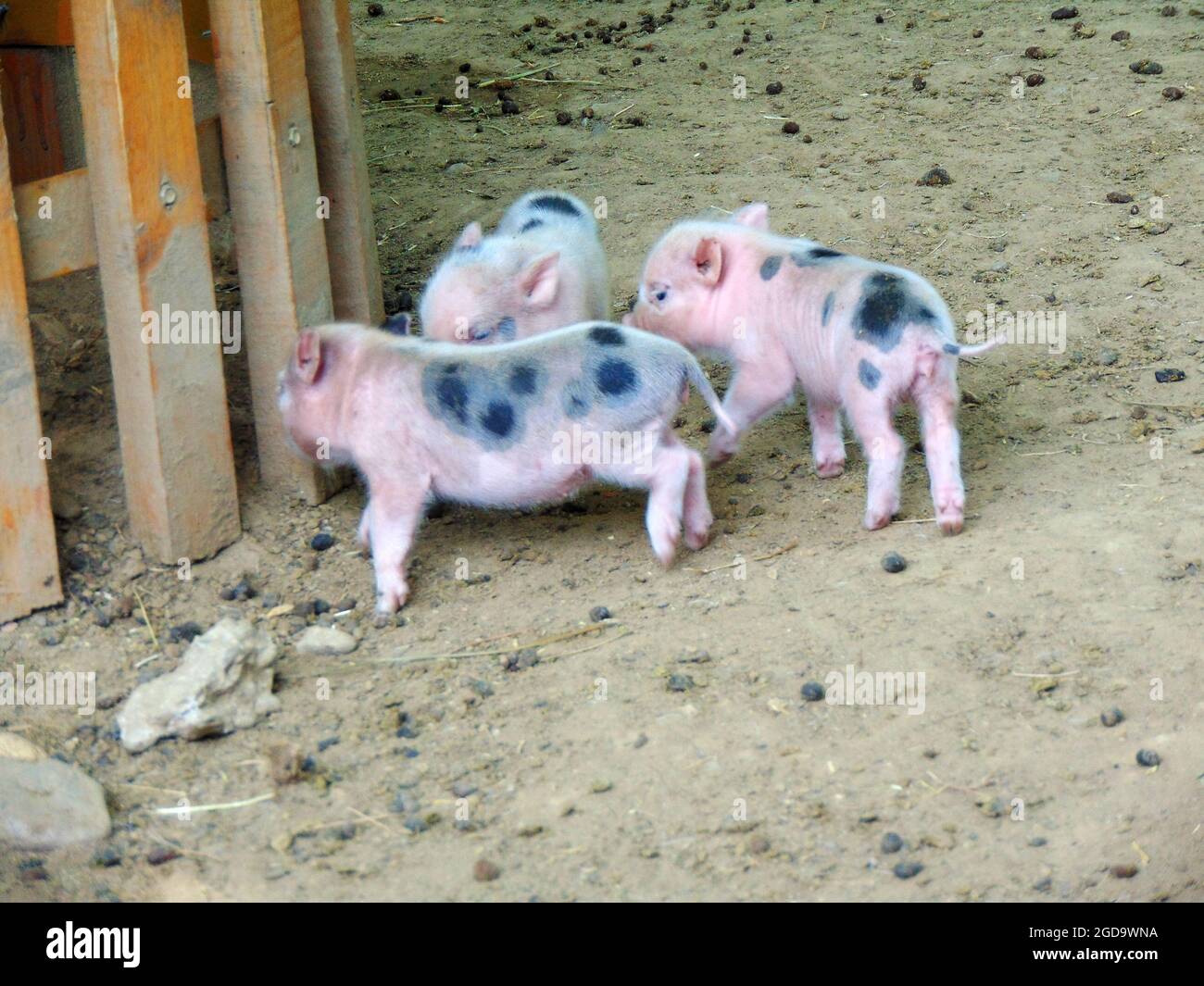 little Minnesota pigs at zoo Stock Photo - Alamy