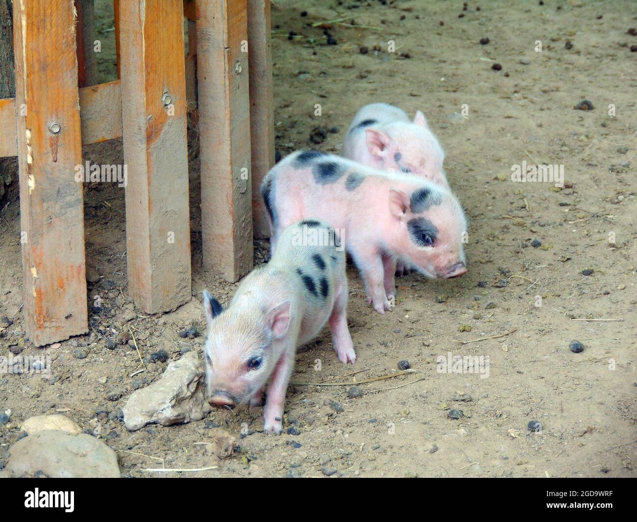 little Minnesota pigs at zoo Stock Photo - Alamy