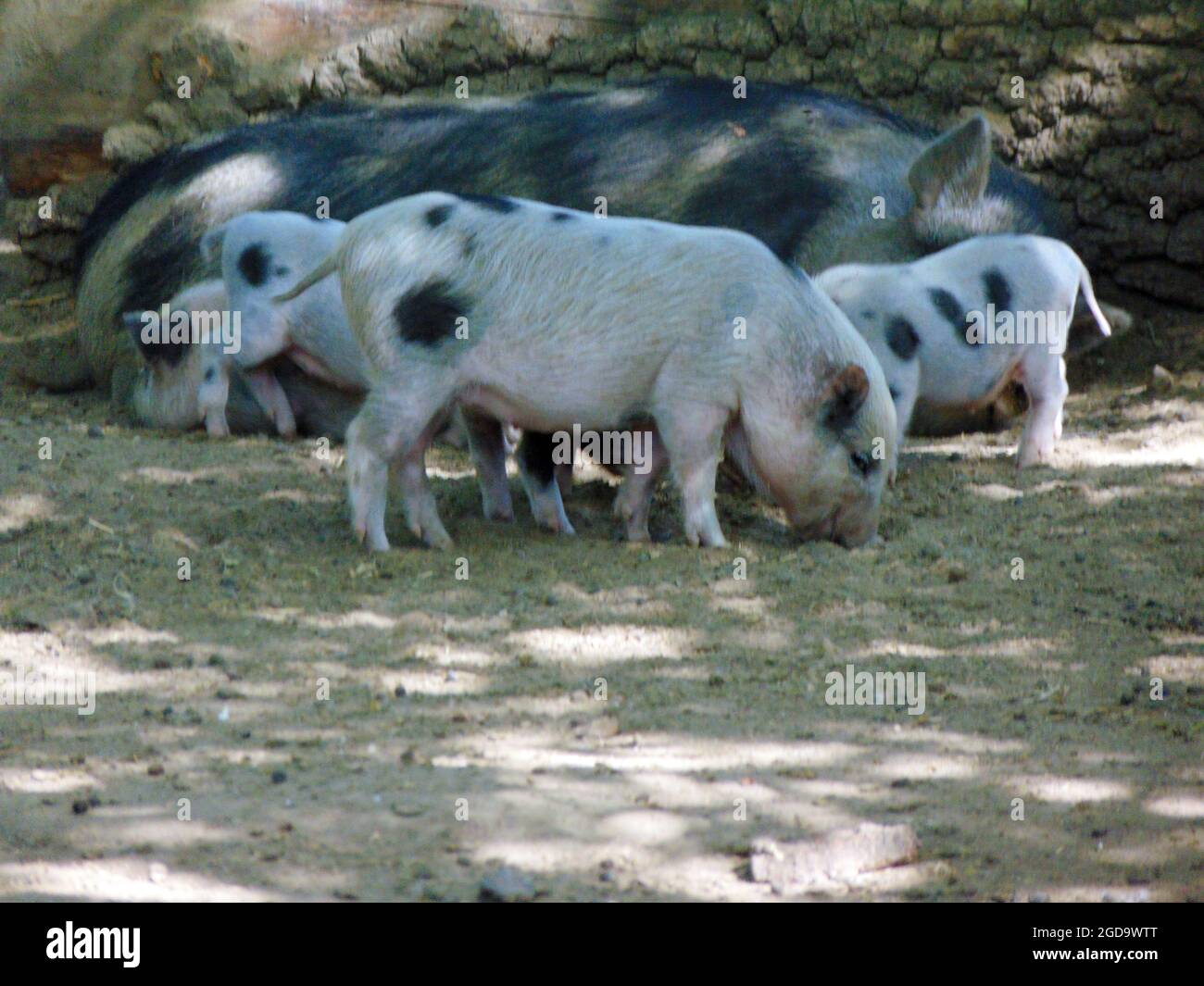 Minnesota pigs at zoo in Romania Stock Photo - Alamy