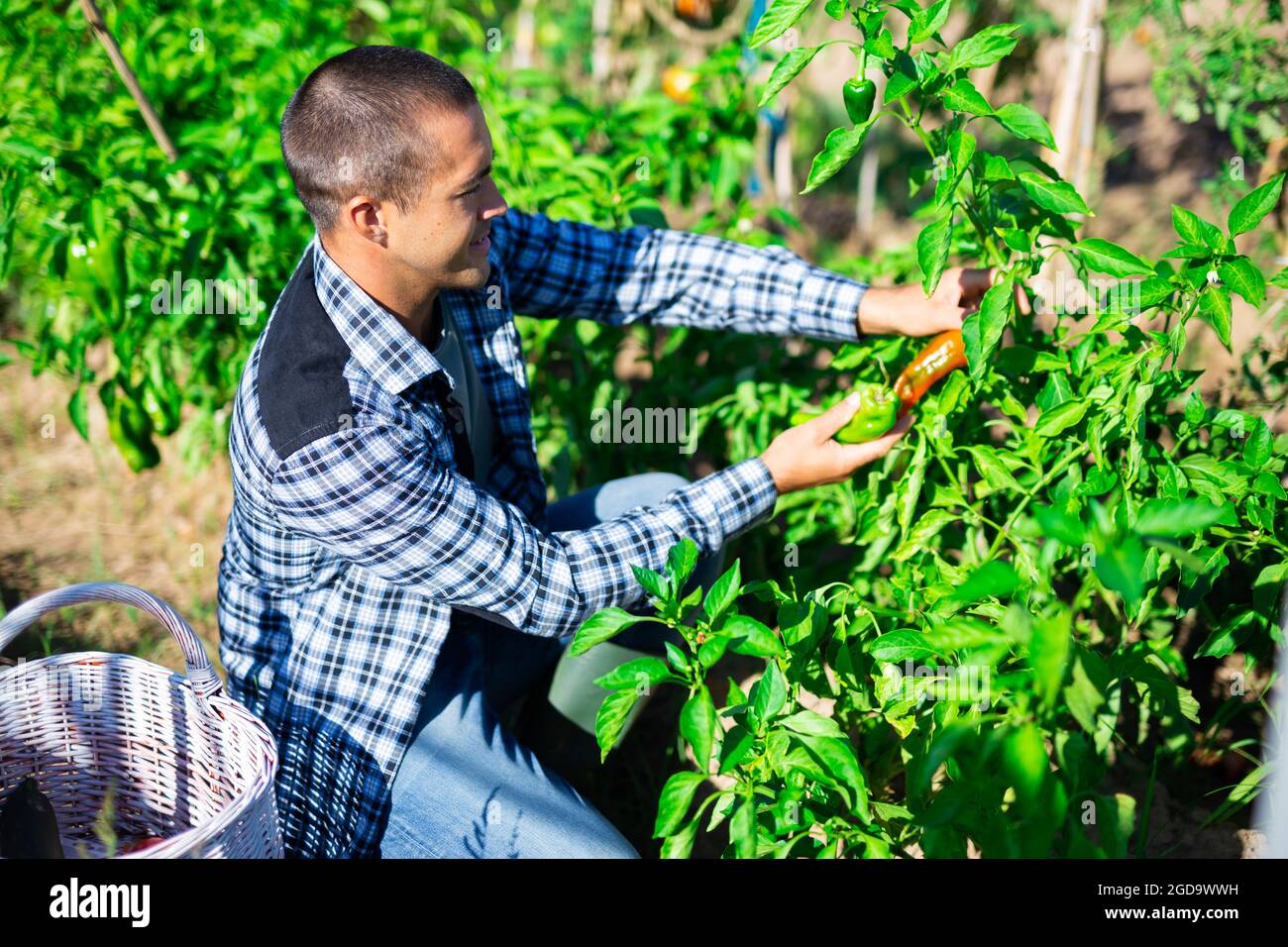 Young man picking crop of bell peppers in garden Stock Photo - Alamy