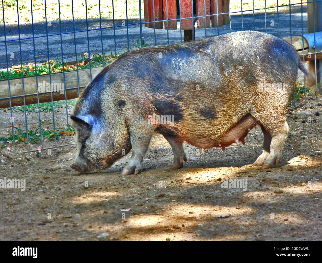 Pig at zoo hi-res stock photography and images - Alamy