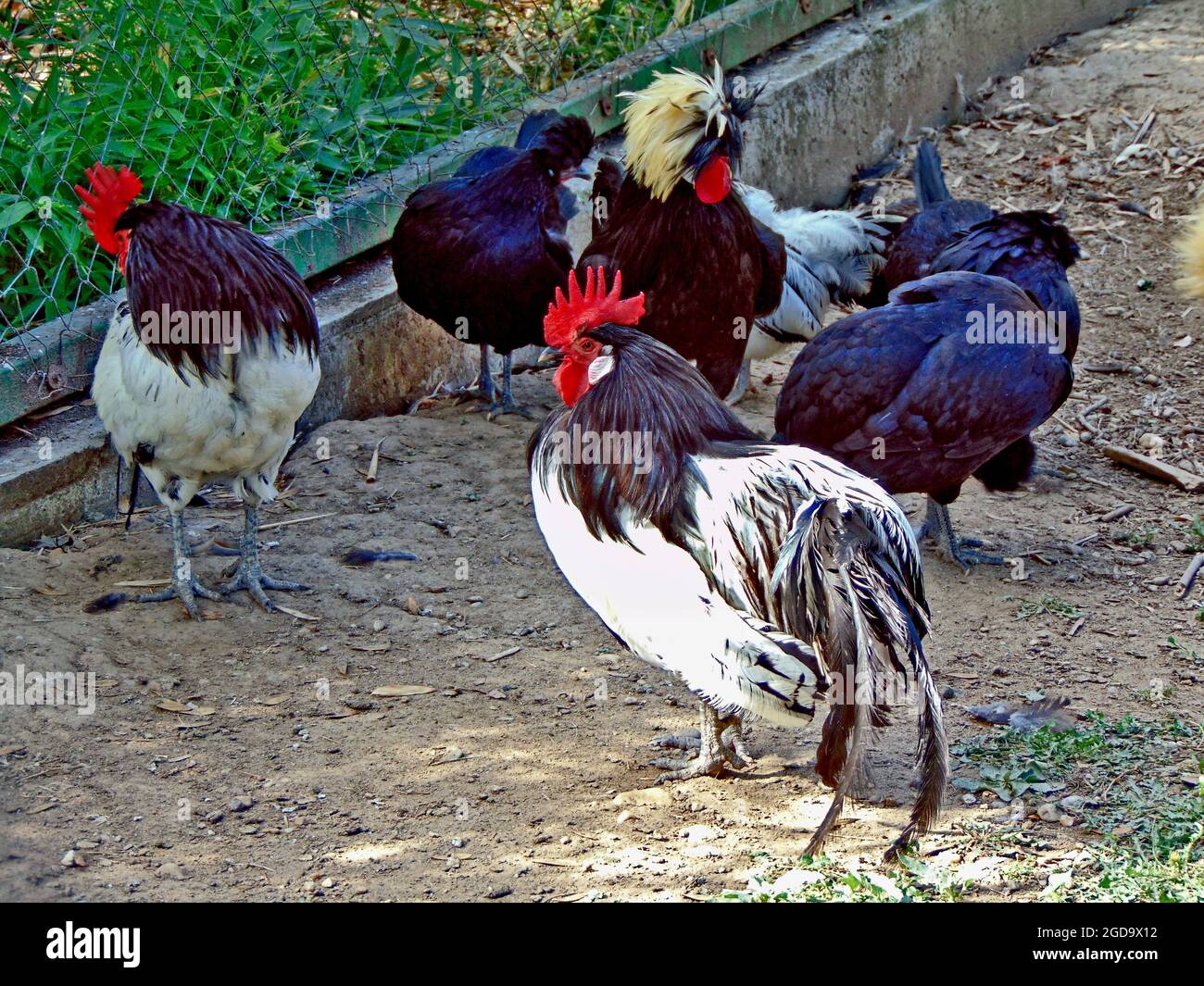 roosters at zoo in Romania Stock Photo - Alamy