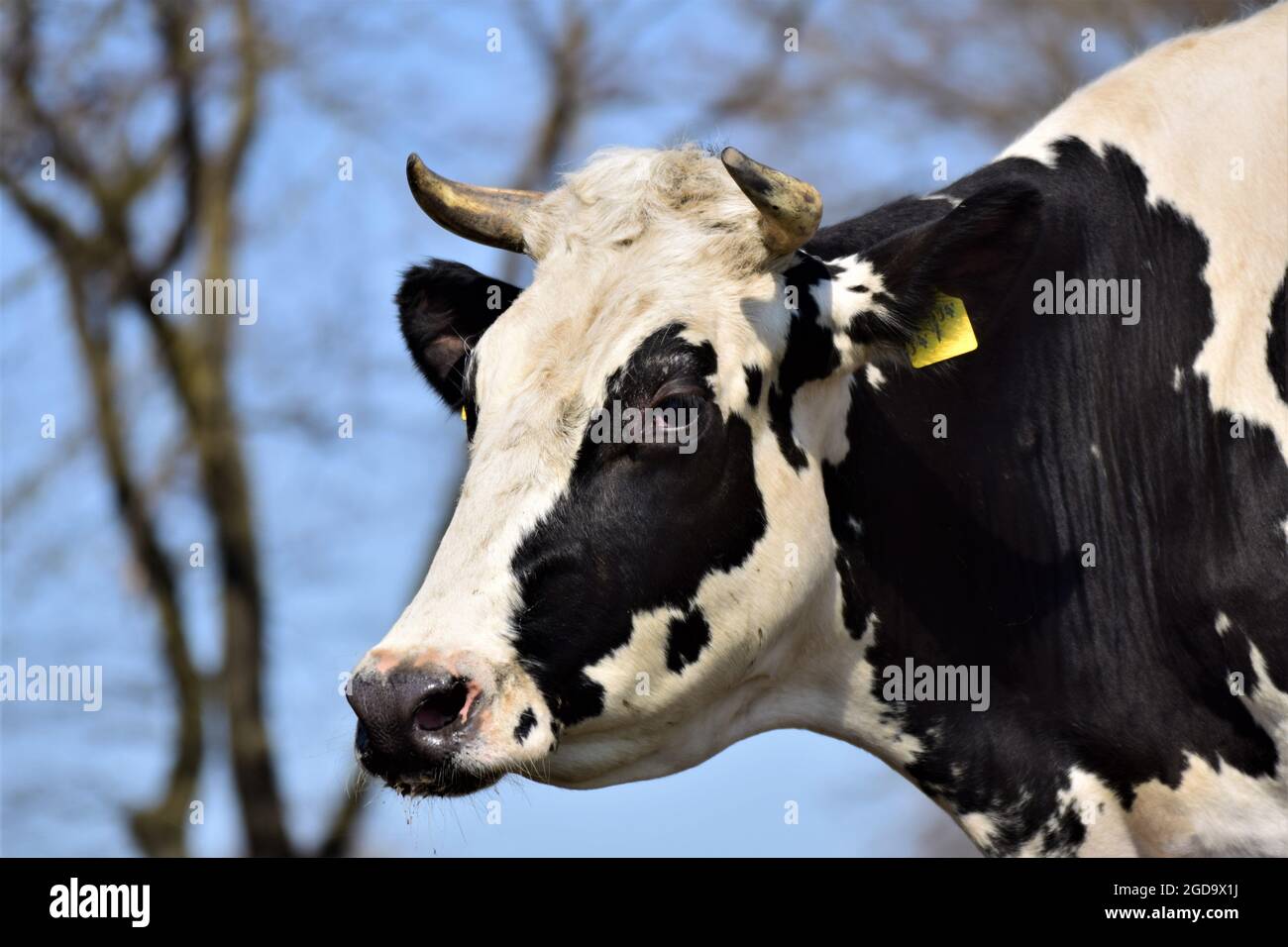 White spotted cow hi-res stock photography and images - Alamy