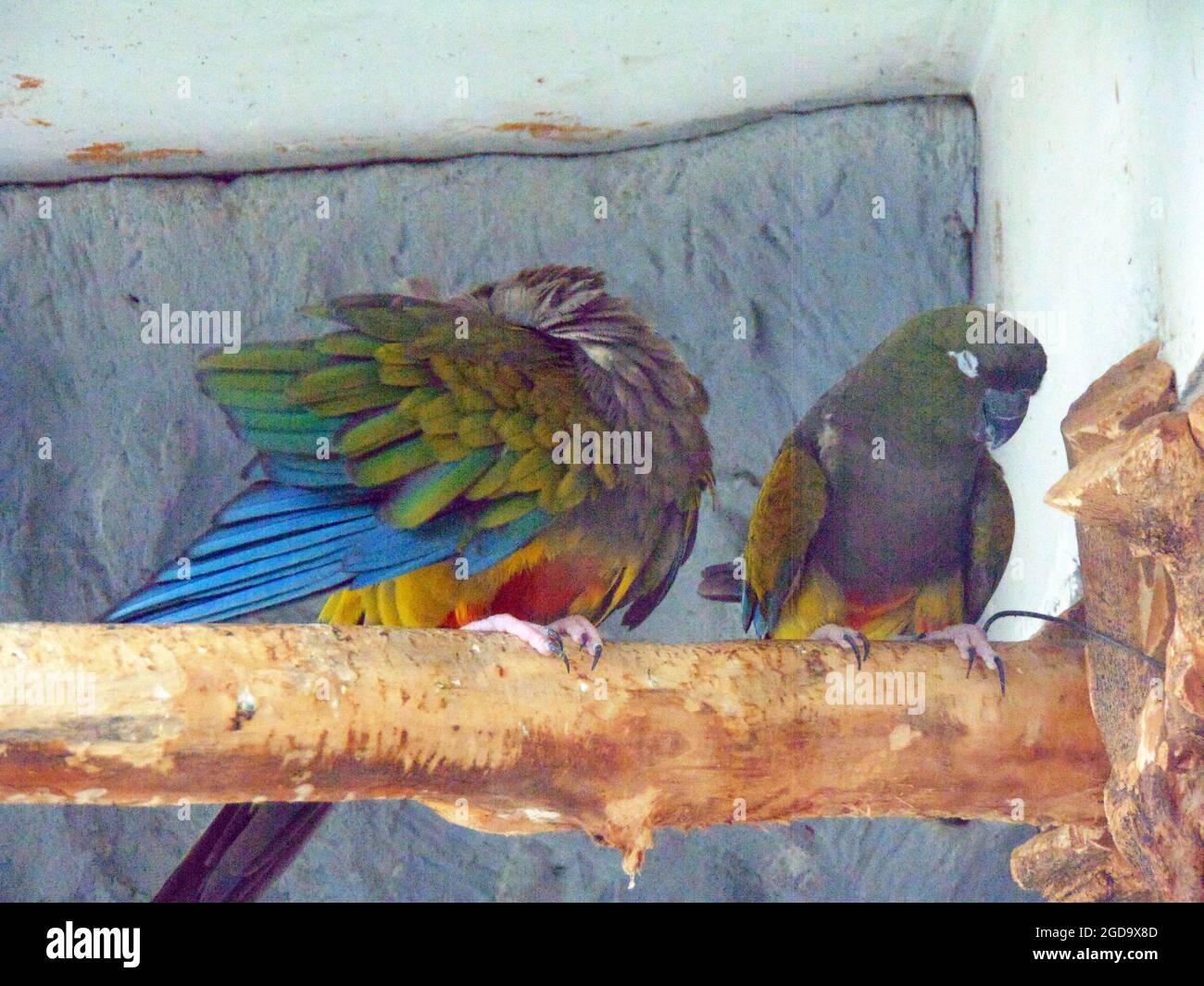 exotic birds in a cage at zoo Stock Photo - Alamy