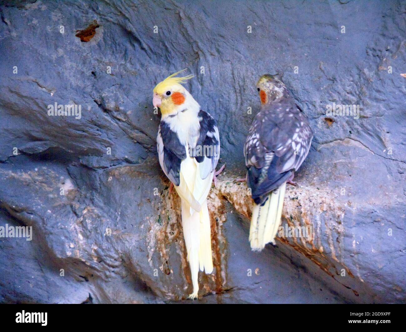 Birds in a cage hi-res stock photography and images - Alamy