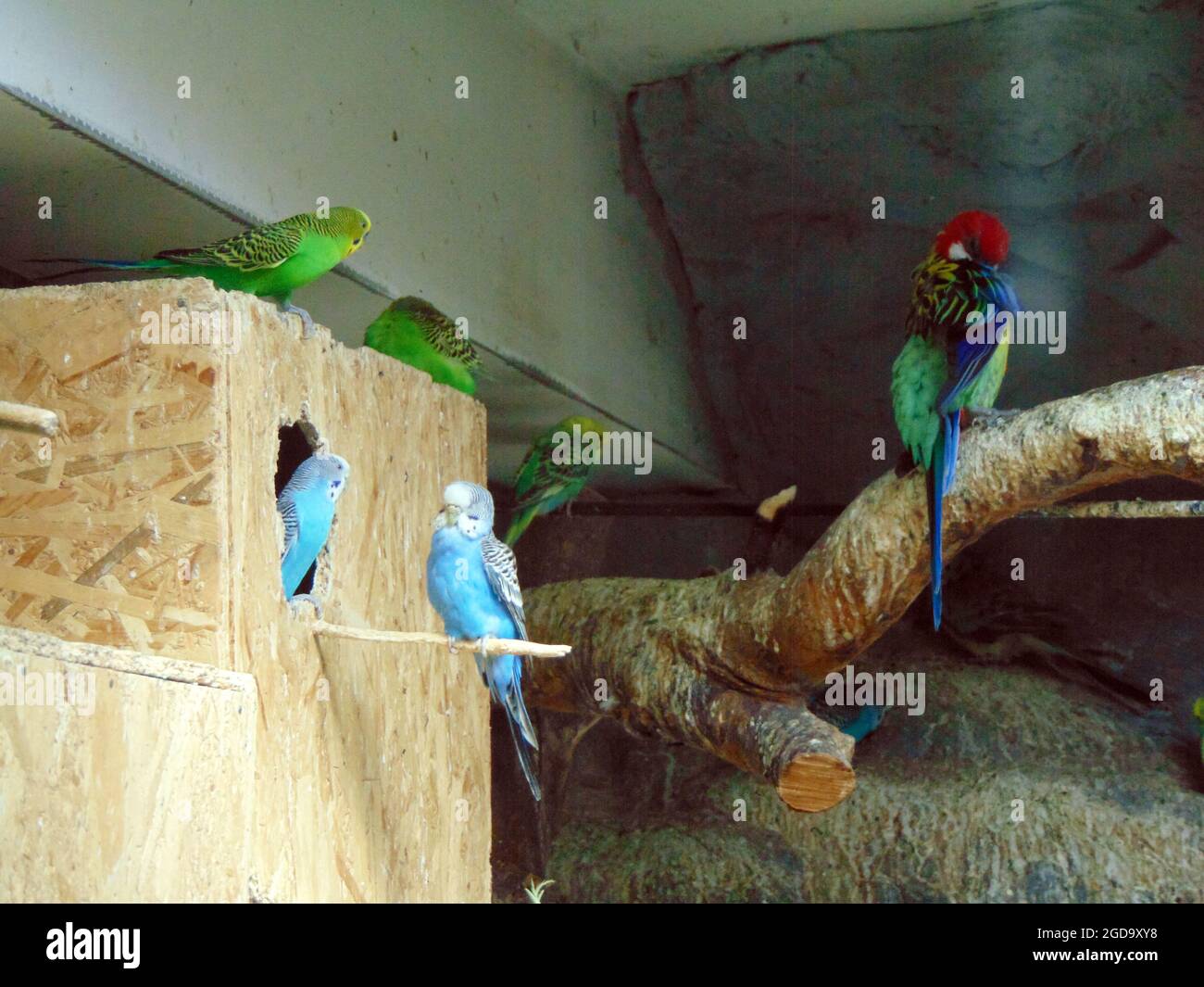 exotic birds in a cage at zoo Stock Photo - Alamy