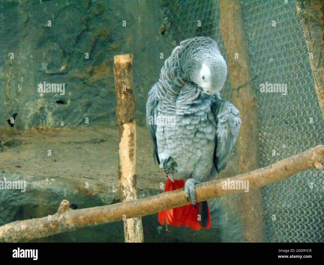 African grey parrot (Jako) at zoo Stock Photo - Alamy