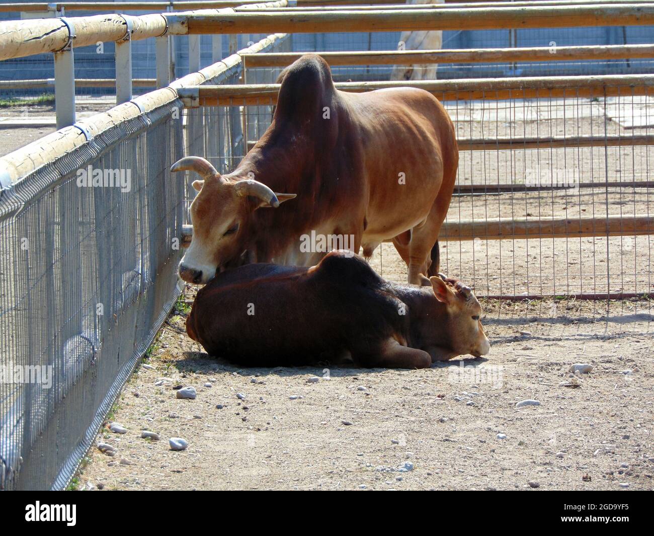 zebu cow with his baby Stock Photo - Alamy