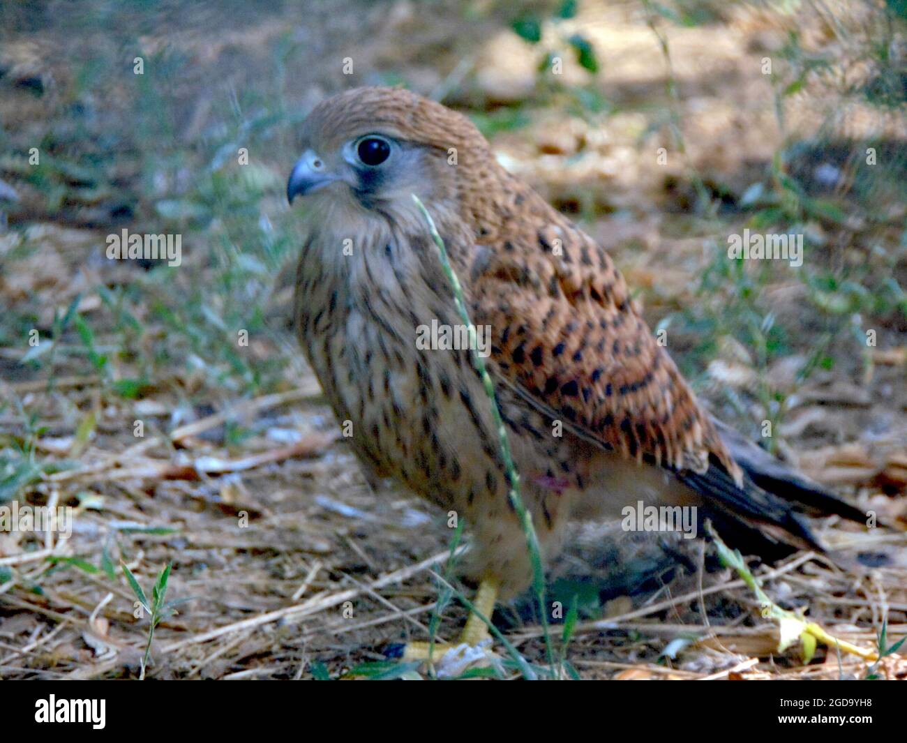 bird at zoo in Romania Stock Photo - Alamy