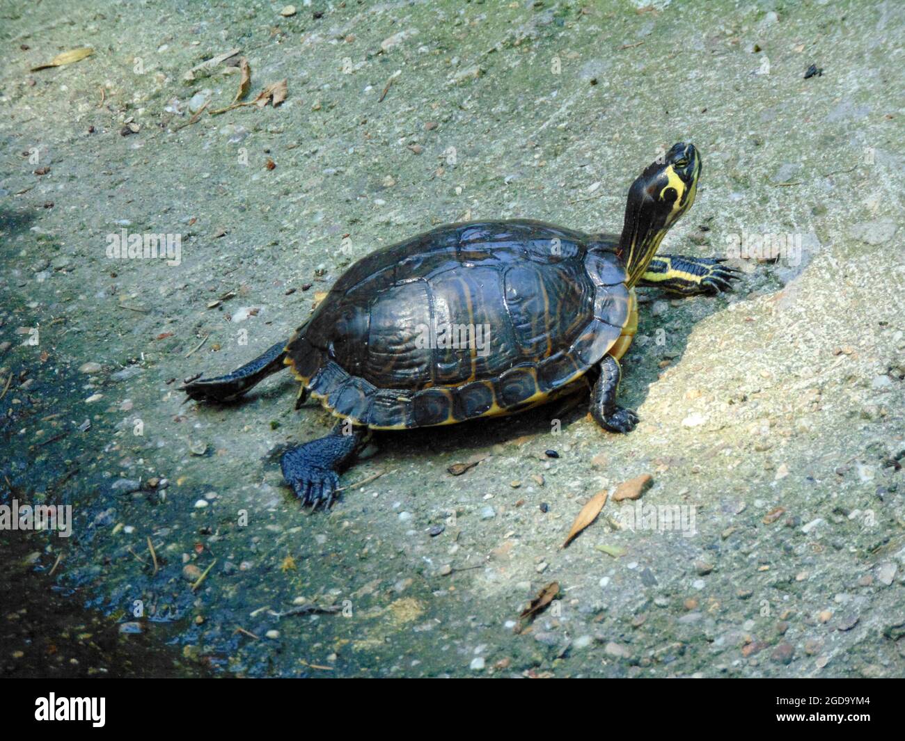 a turtle at zoo in Romania Stock Photo - Alamy
