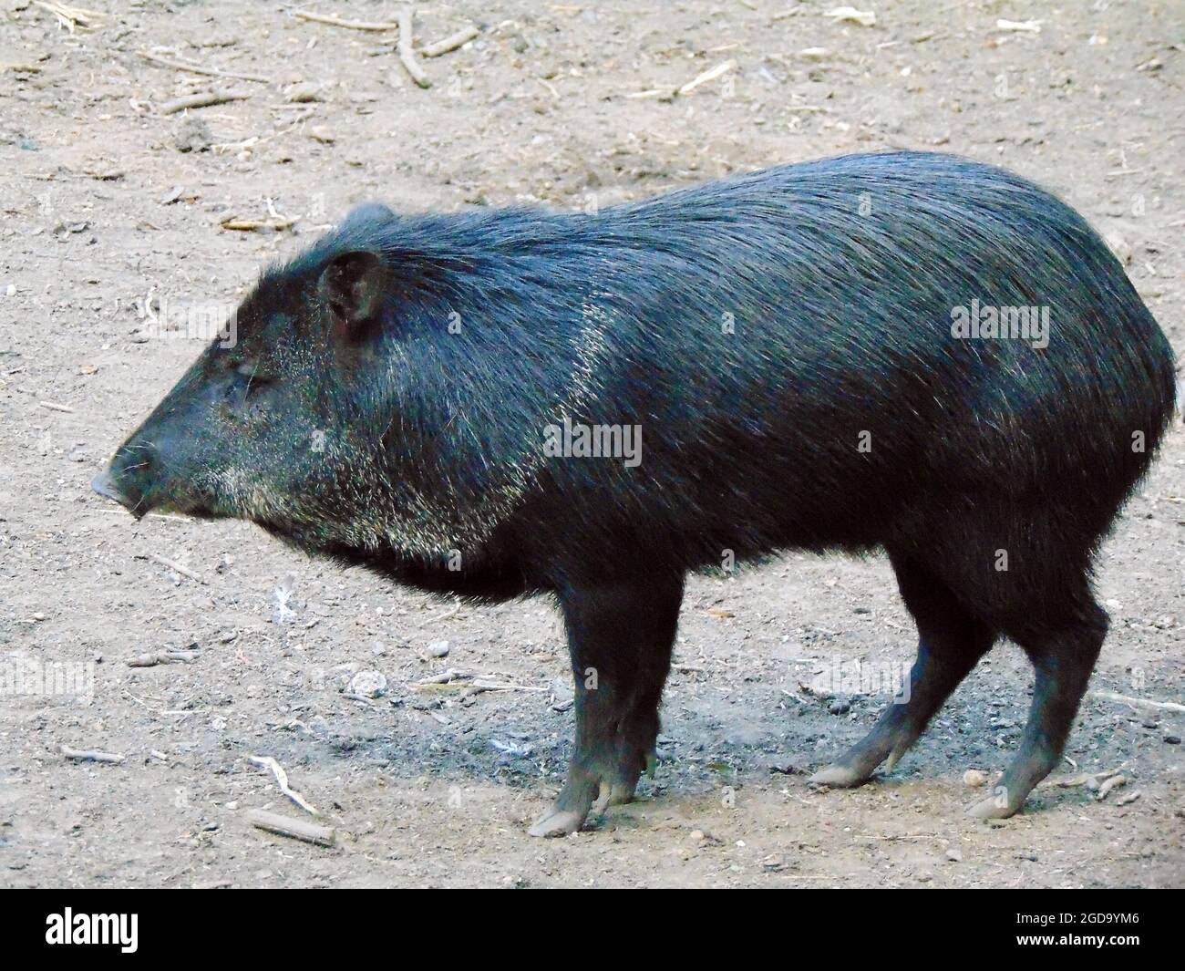 peccary pig at zoo in Romania Stock Photo - Alamy
