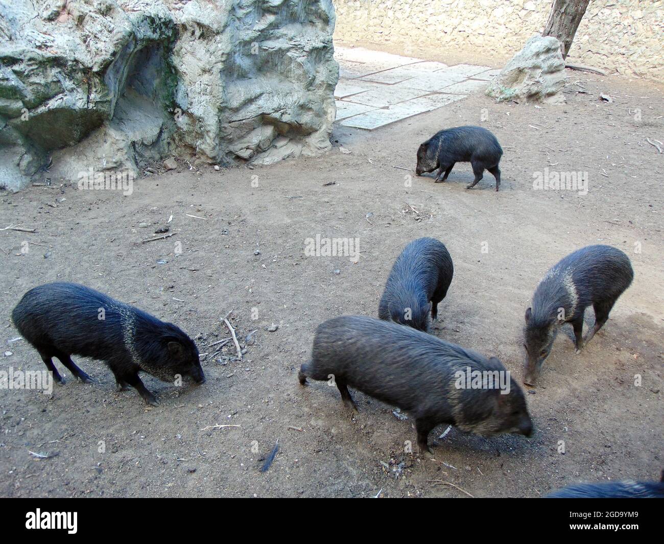 peccary pigs at zoo in Romania Stock Photo - Alamy