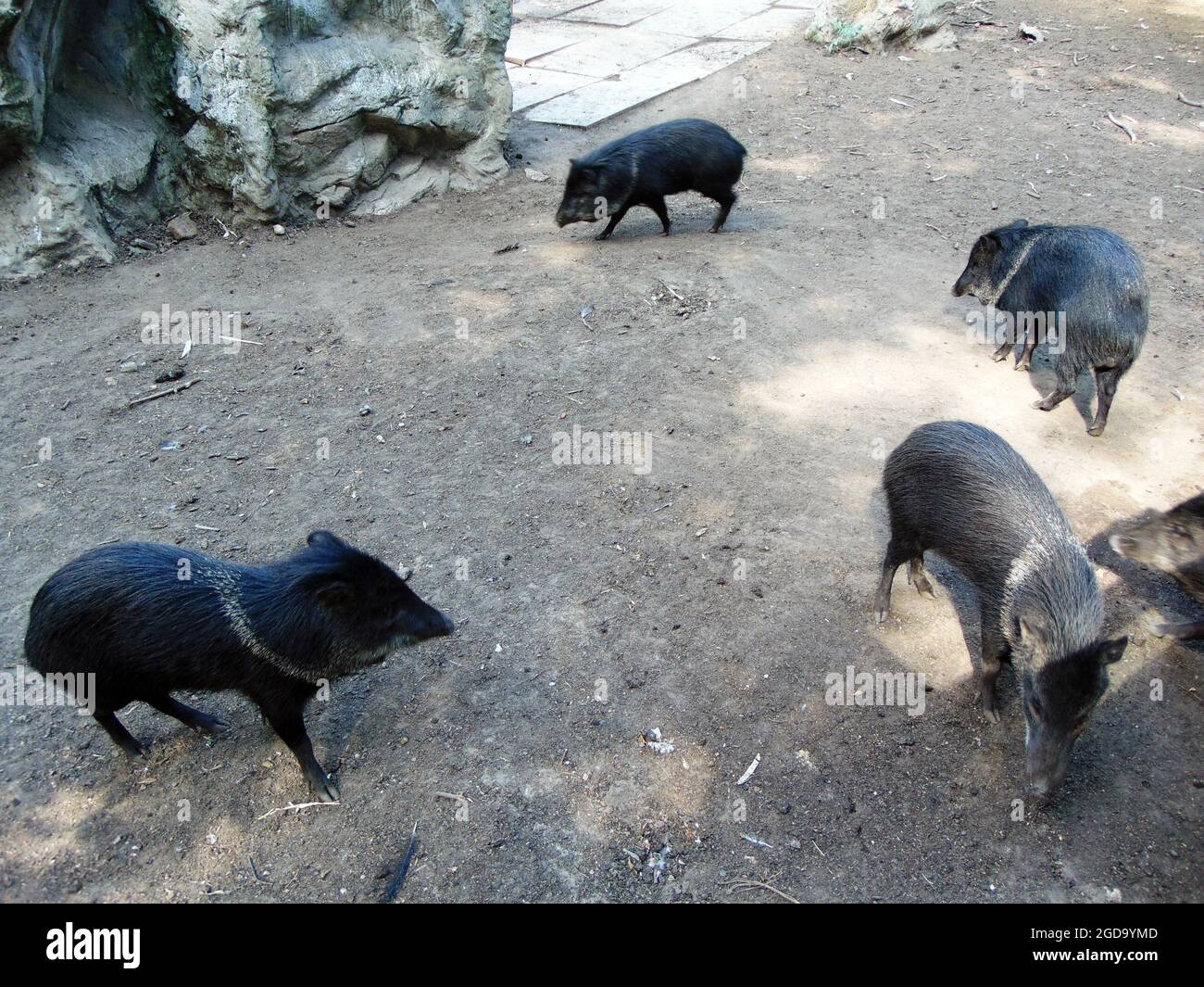 peccary pigs at zoo in Romania Stock Photo - Alamy