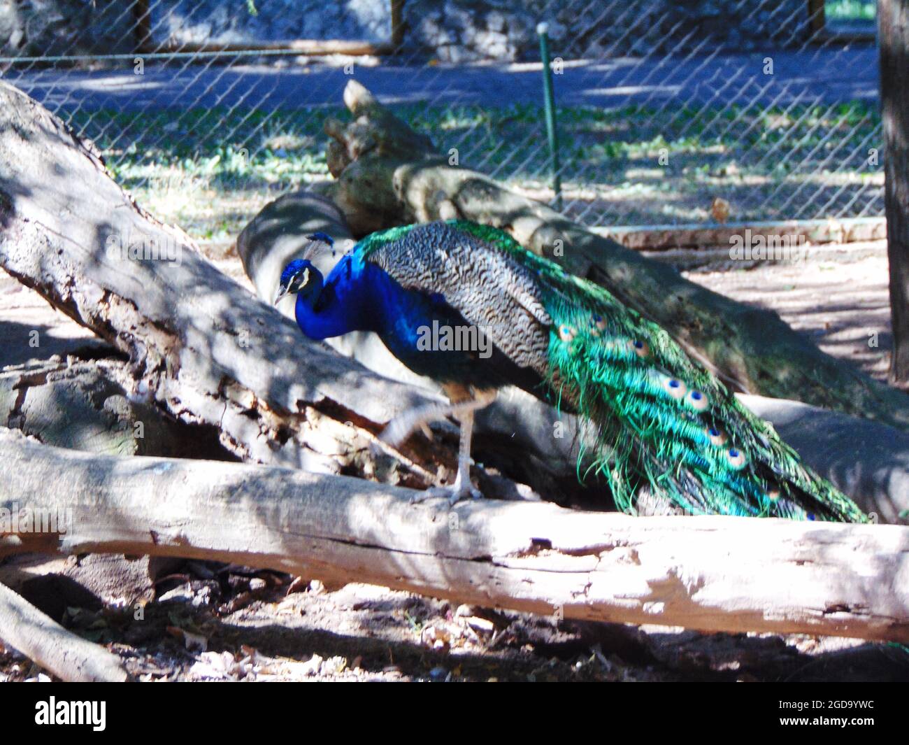 peacock at zoo in Romania Stock Photo - Alamy