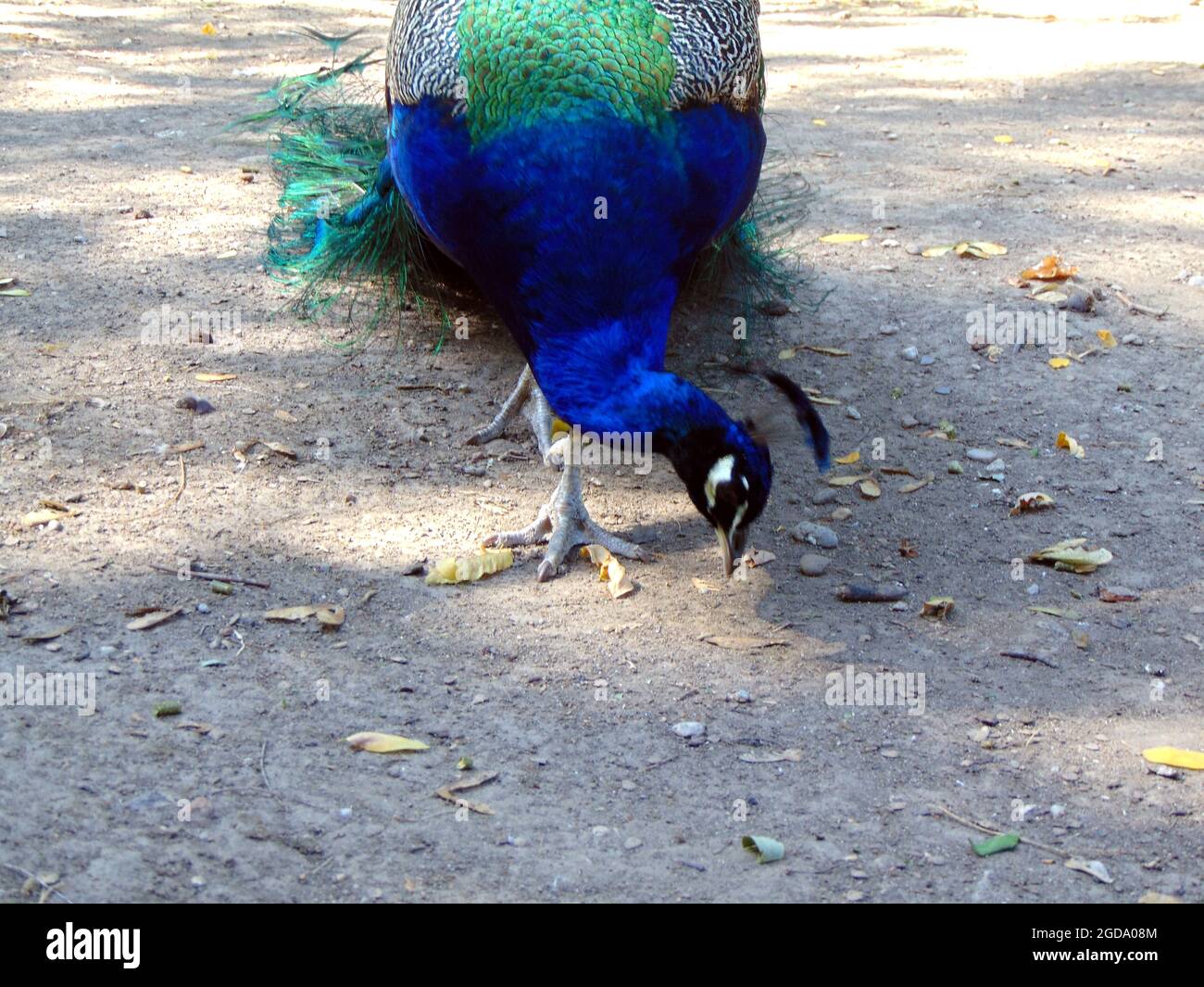 peacock at zoo in Romania Stock Photo - Alamy