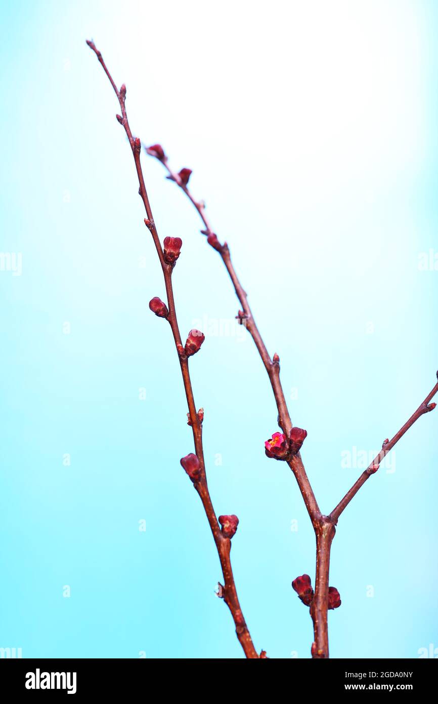 Leaf bud on blue background Stock Photo - Alamy