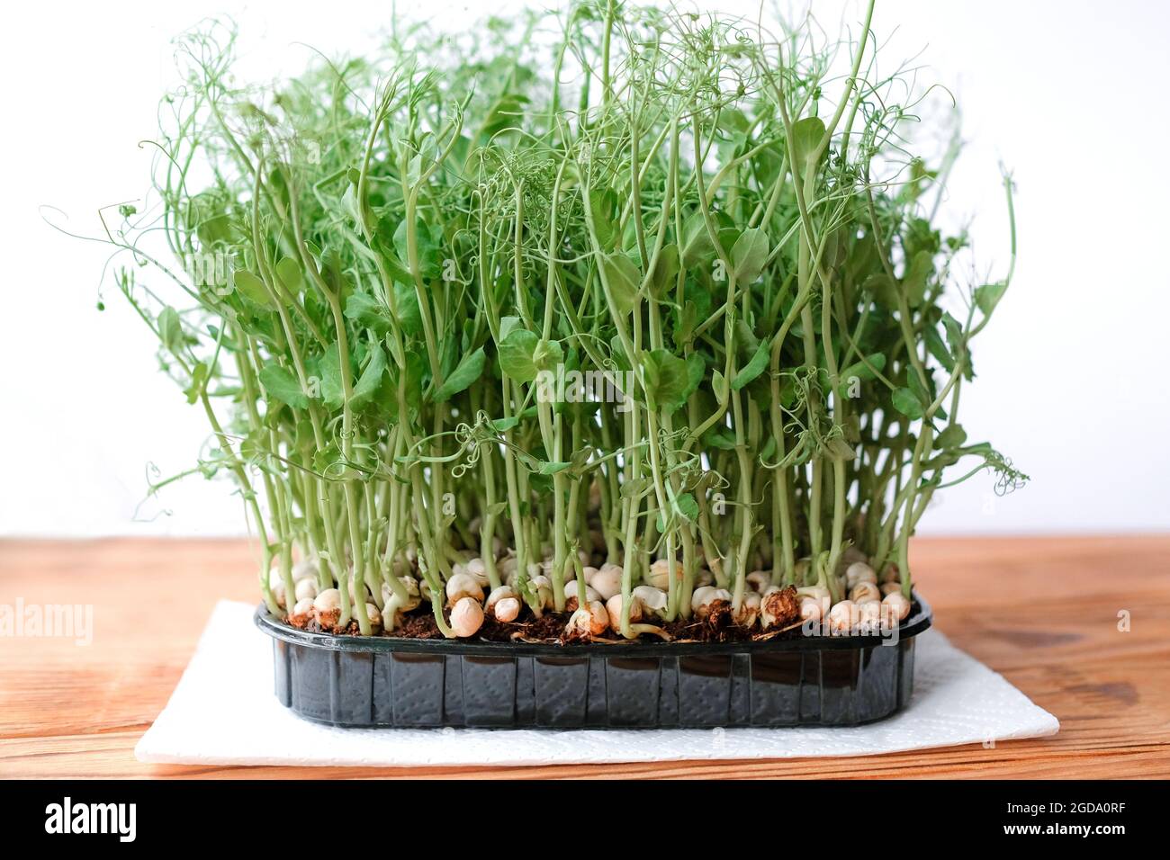 Sprouted peas in a black container. Microgreens for decorating dishes ...