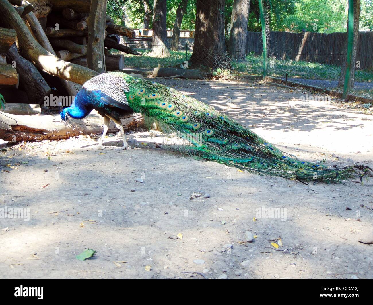 peacock at zoo in Romania Stock Photo - Alamy