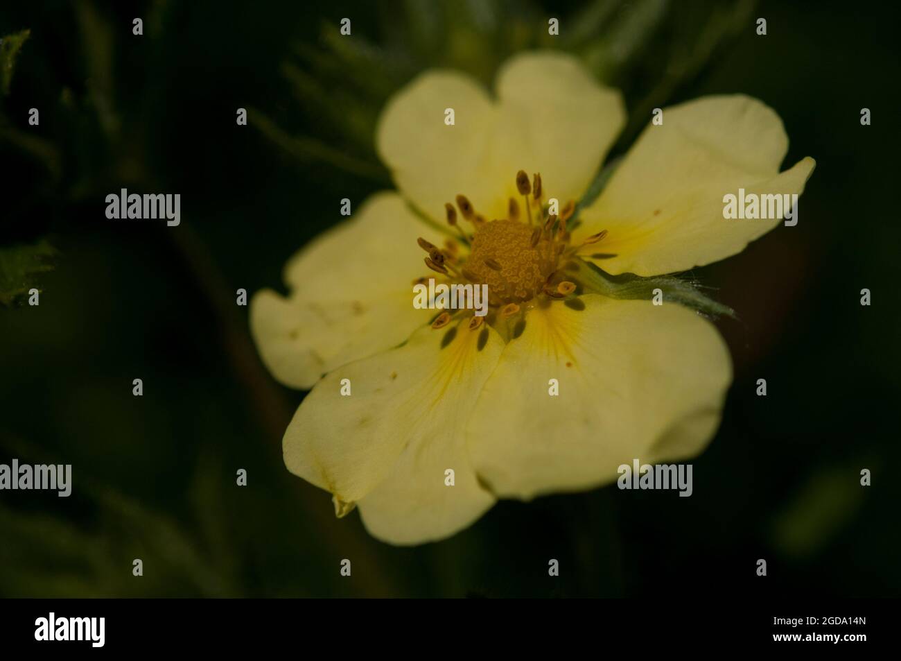 Five finger plants hi-res stock photography and images - Alamy