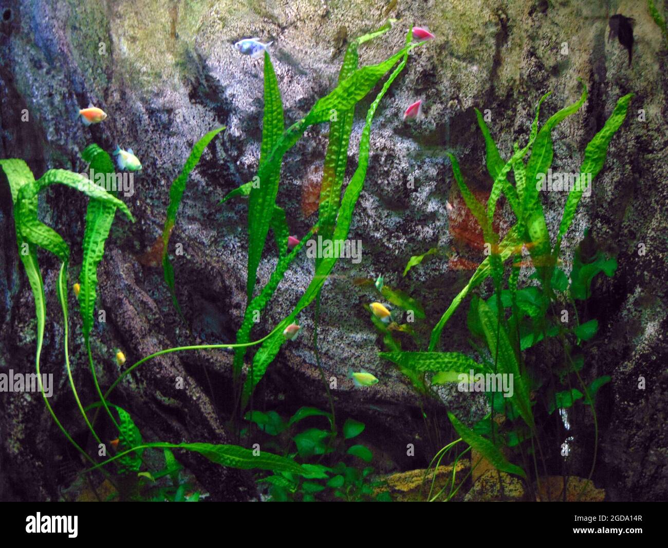 exotic fish in the aquarium Stock Photo - Alamy