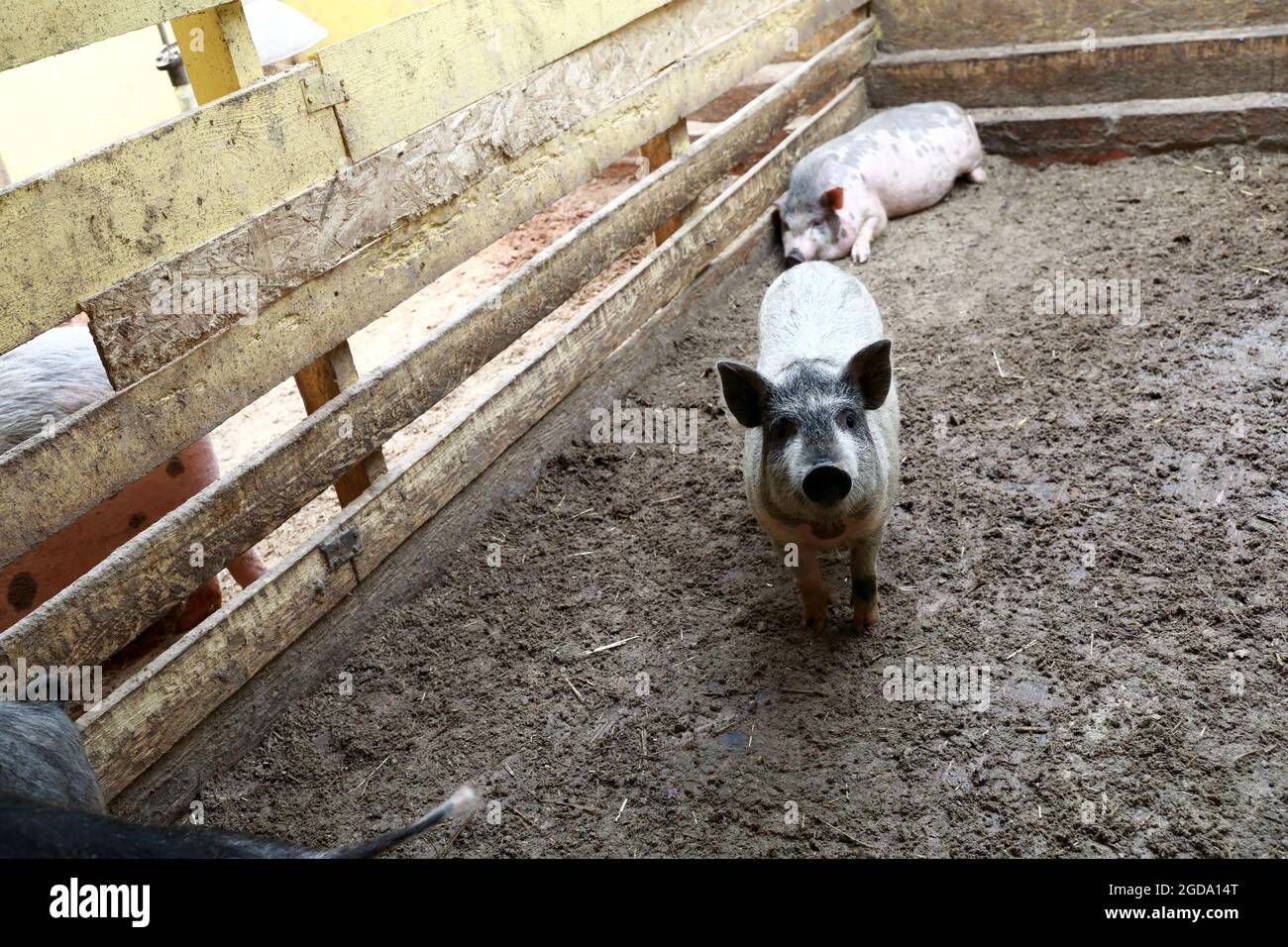 View of two pigs in pigsty on farm Stock Photo - Alamy