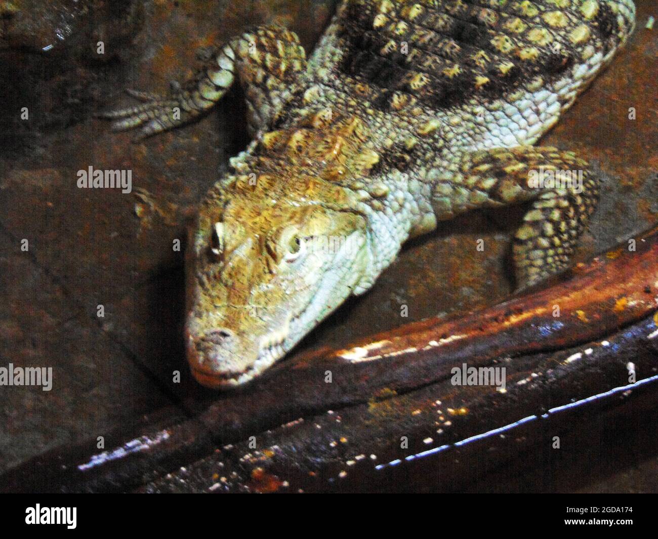 Crocodile cage hi-res stock photography and images - Alamy