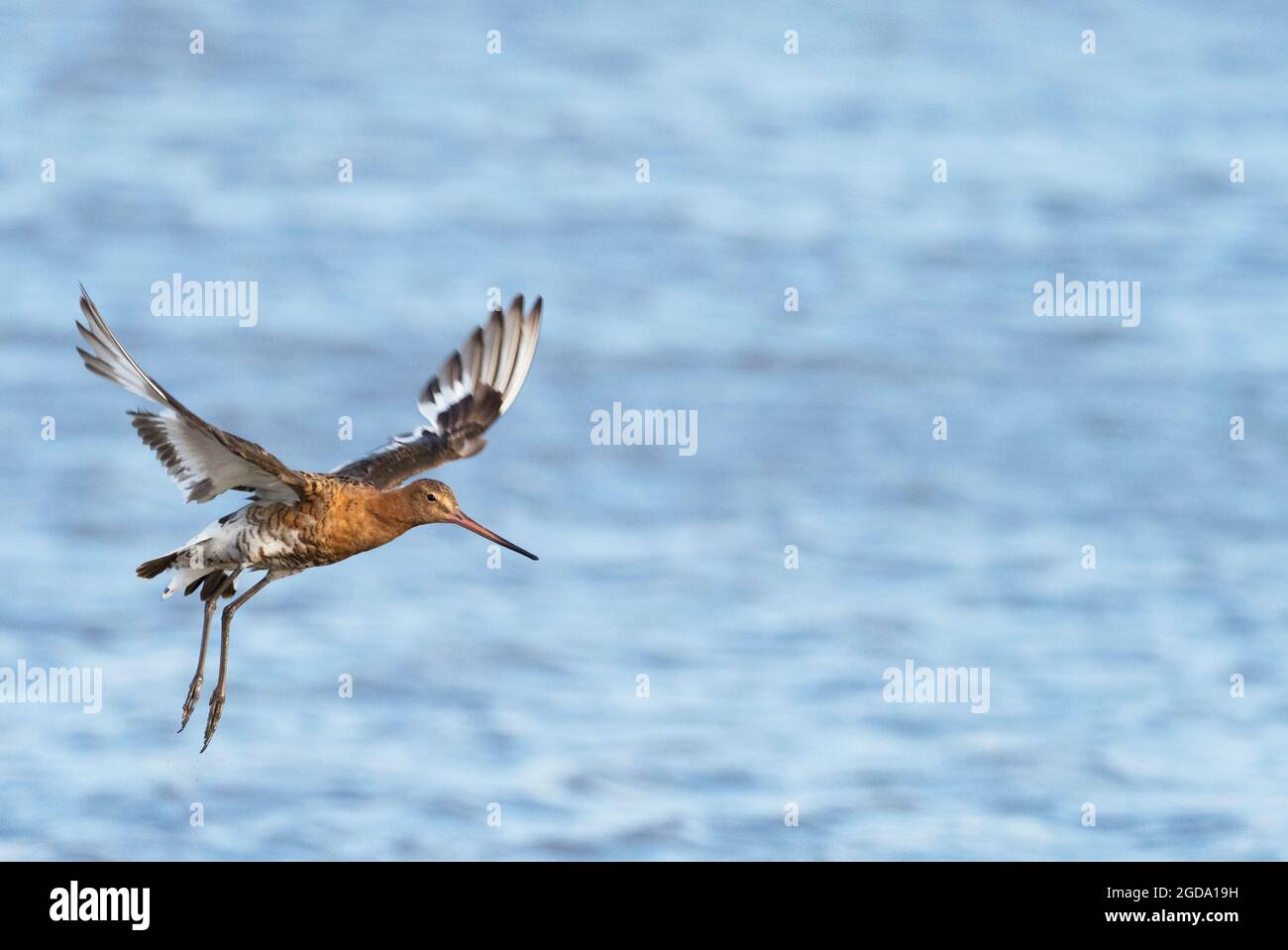 BLACK TAILED GODWIT. Limosa limosa. RED BREEDING PLUMAGE. flight ...